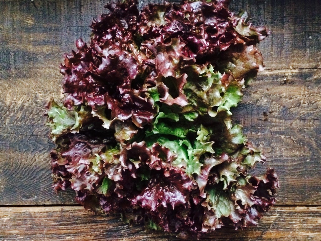 Red Leaf Lettuce – Fresh Fork Market
