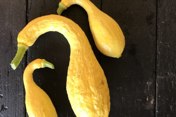 Week 12 – Summer Share 2017 – Fresh Fork Market